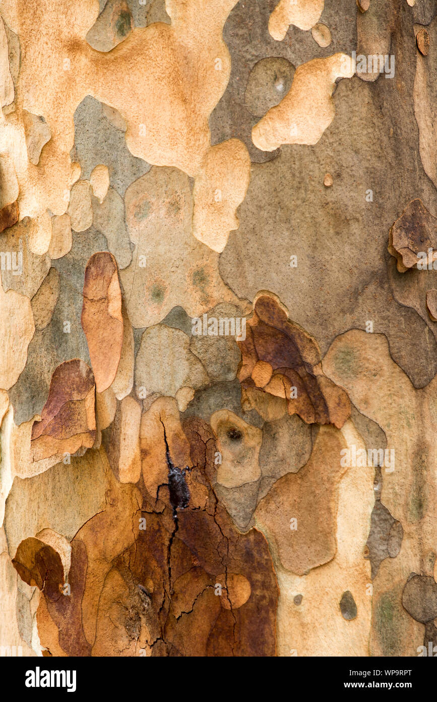 Australian Spotted Gum High Resolution Stock Photography and Images - Alamy