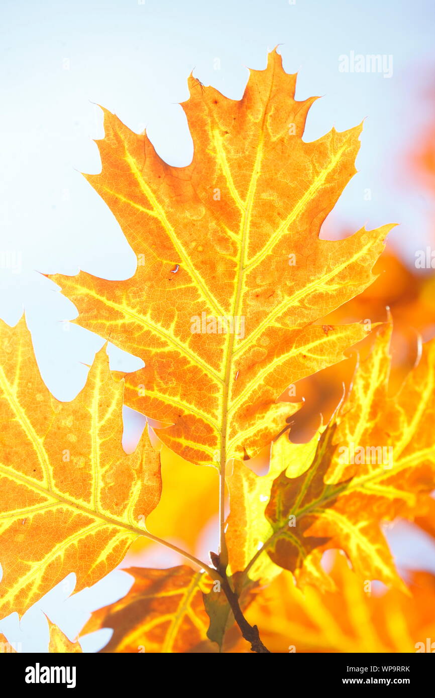yellow discolored maple leaf on a tree Stock Photo - Alamy