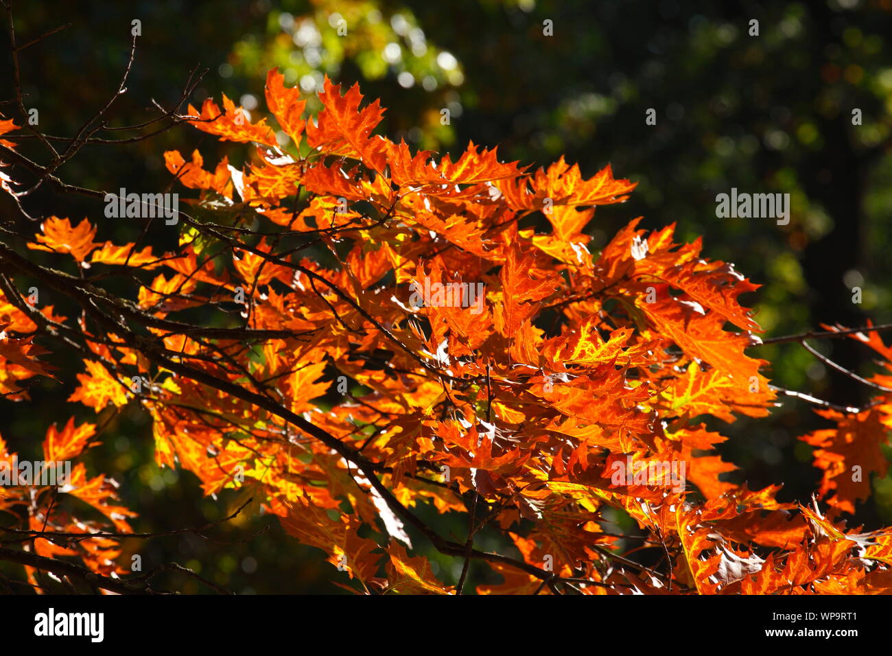 red discolored maple leaves on a tree Stock Photo - Alamy
