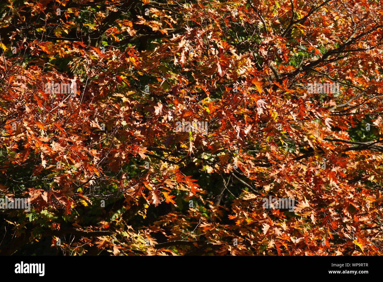 red discolored maple leaves on a tree Stock Photo - Alamy