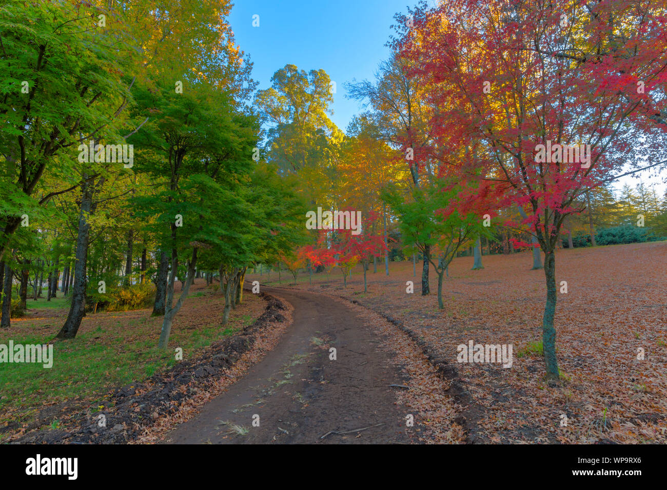Autumn coloured trees Stock Photo - Alamy
