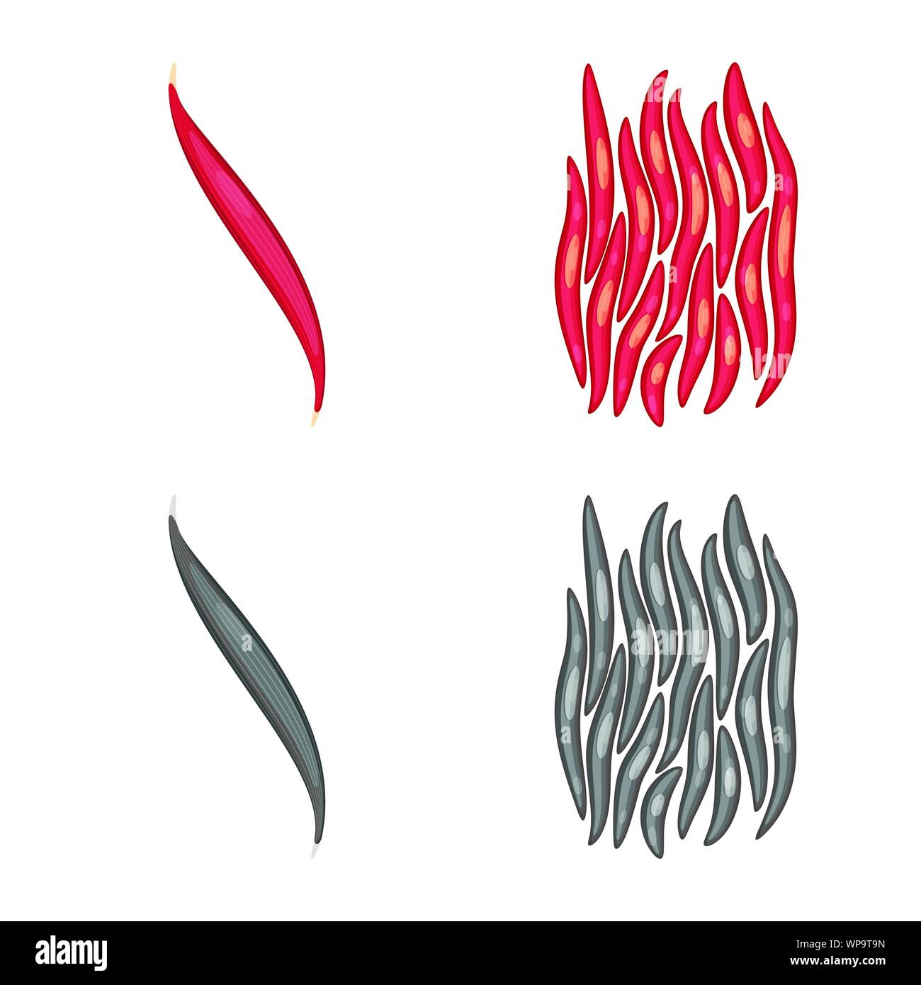 Vector design of fiber and muscular icon. Set of fiber and body vector ...