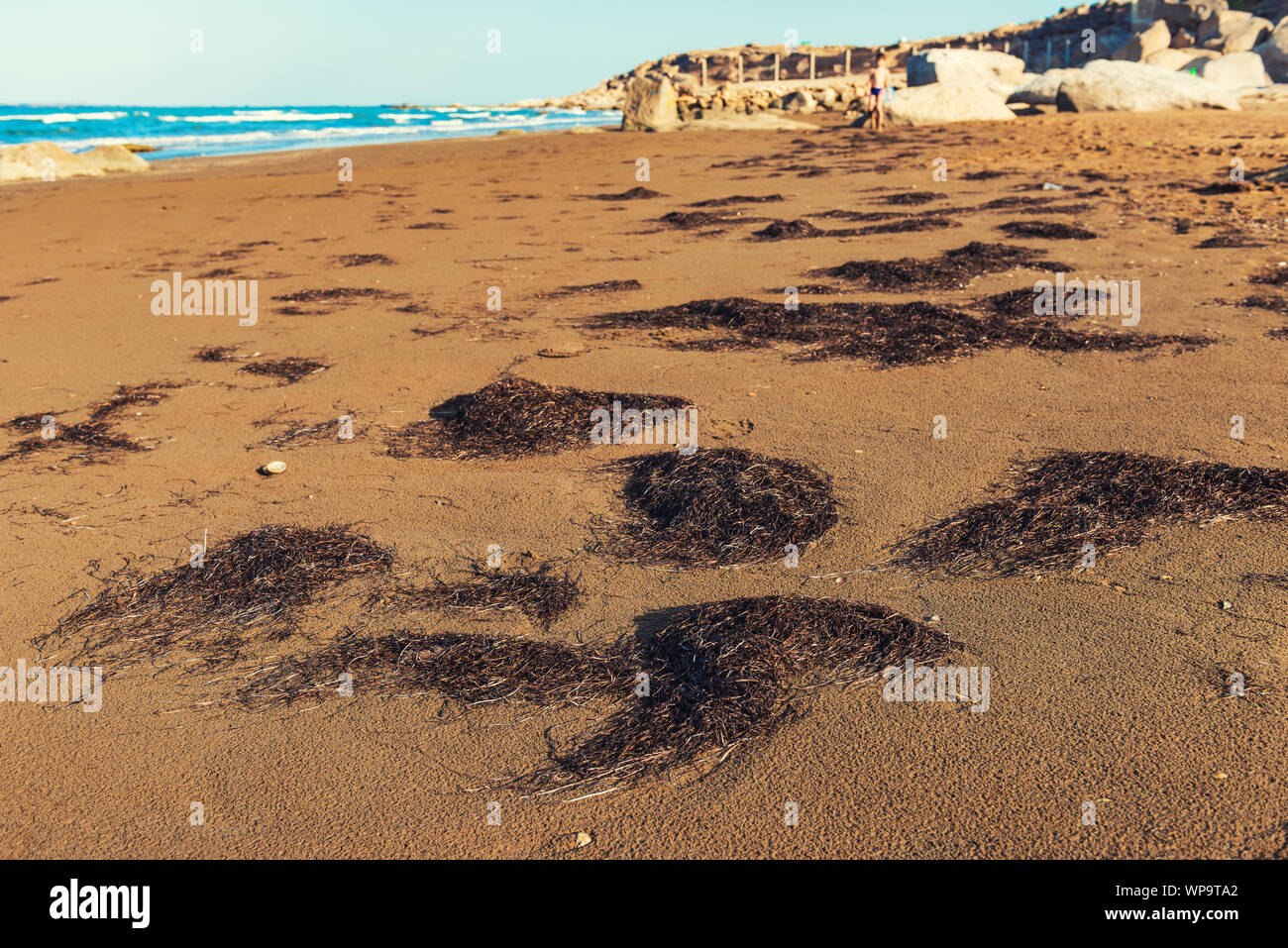 Dry algae beach hi-res stock photography and images - Alamy