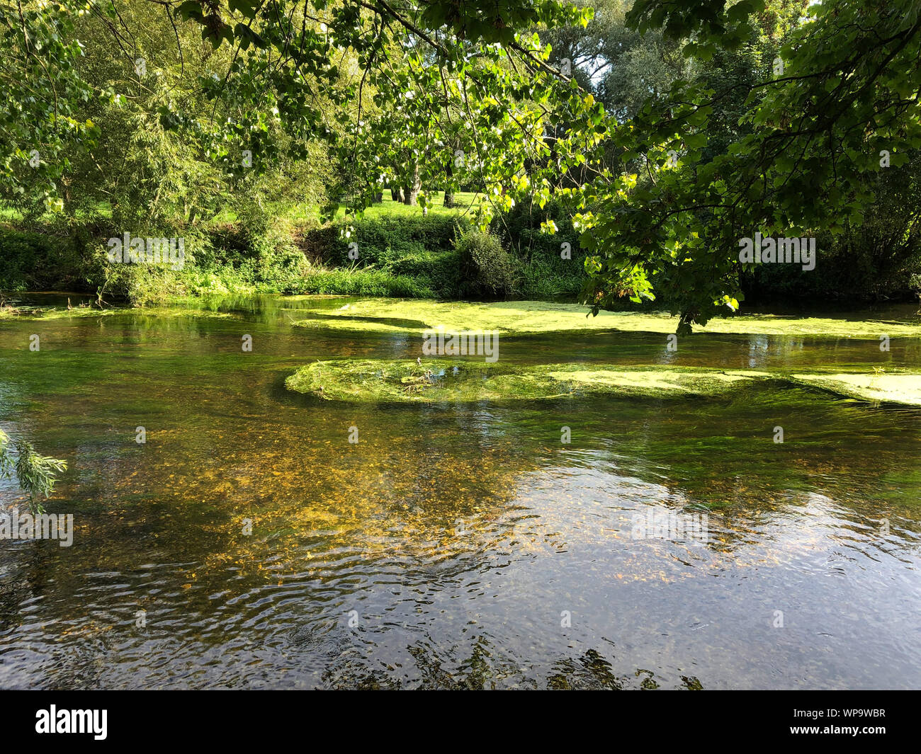 Dorset down sheep hi-res stock photography and images - Alamy
