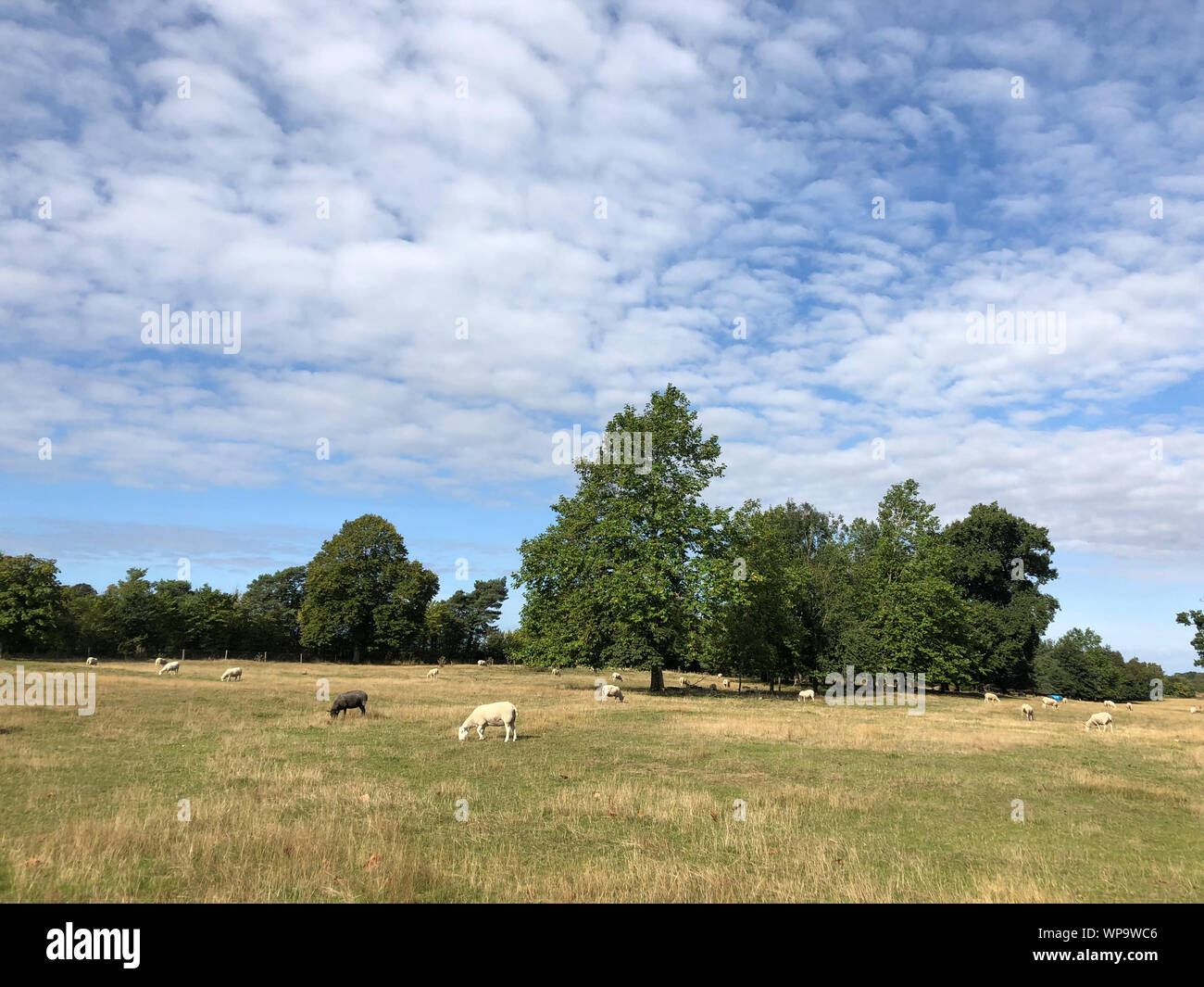 Dorset stour walks hi-res stock photography and images - Alamy