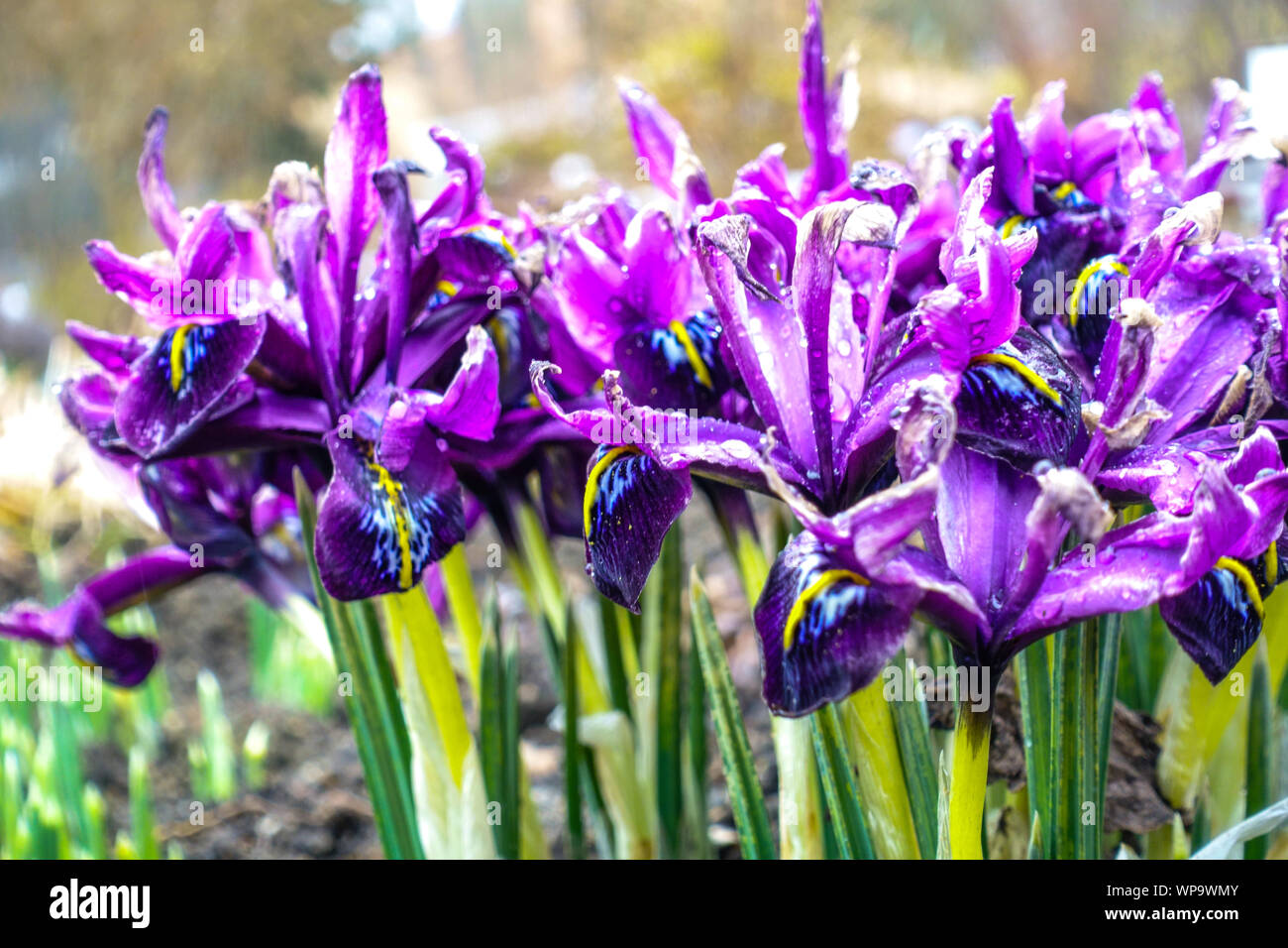 Iris reticulata "George" group of flowers Stock Photo - Alamy