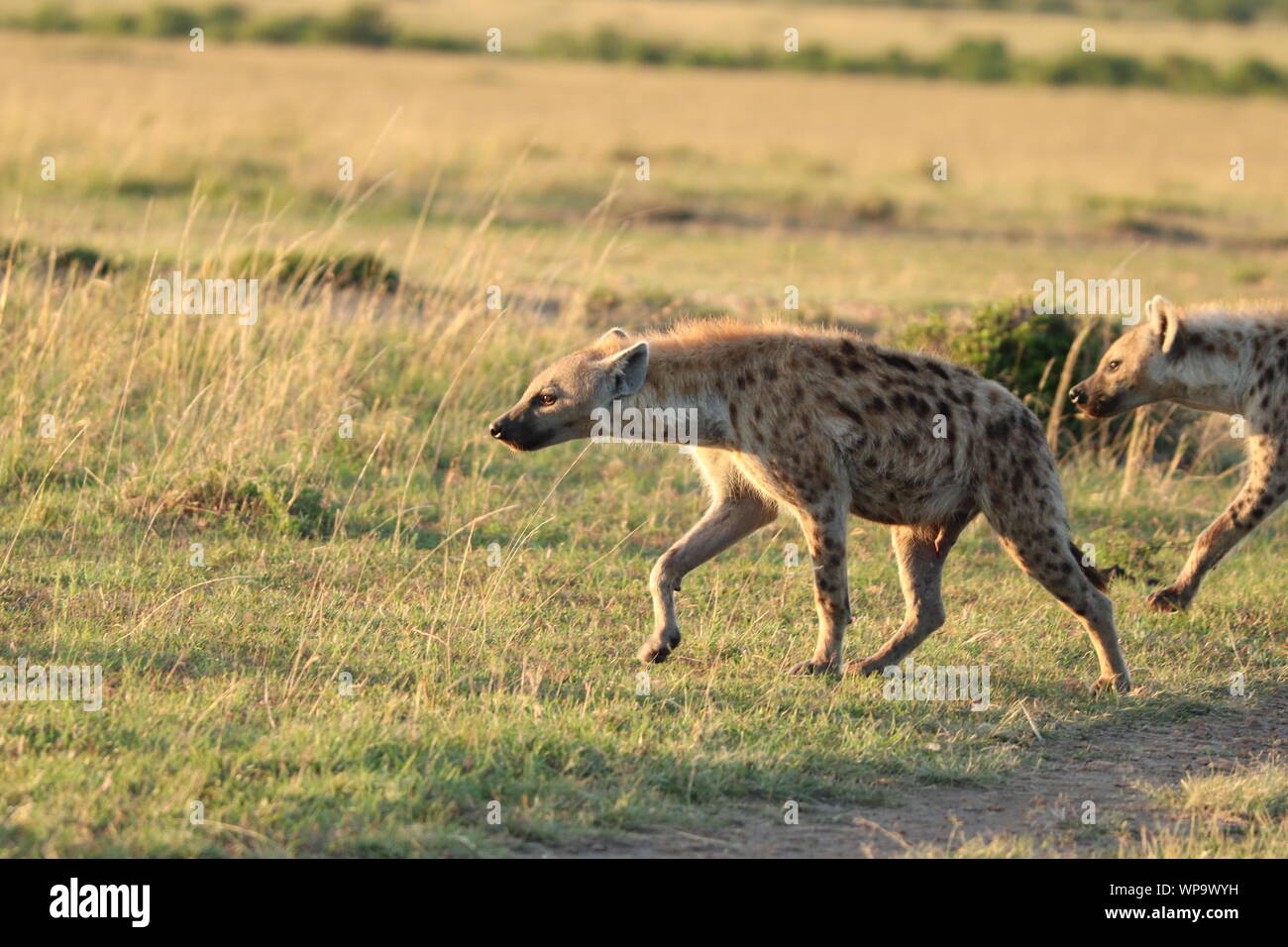 Spotted hyena in the savannah, Masai Mara National Park, Kenya Stock ...