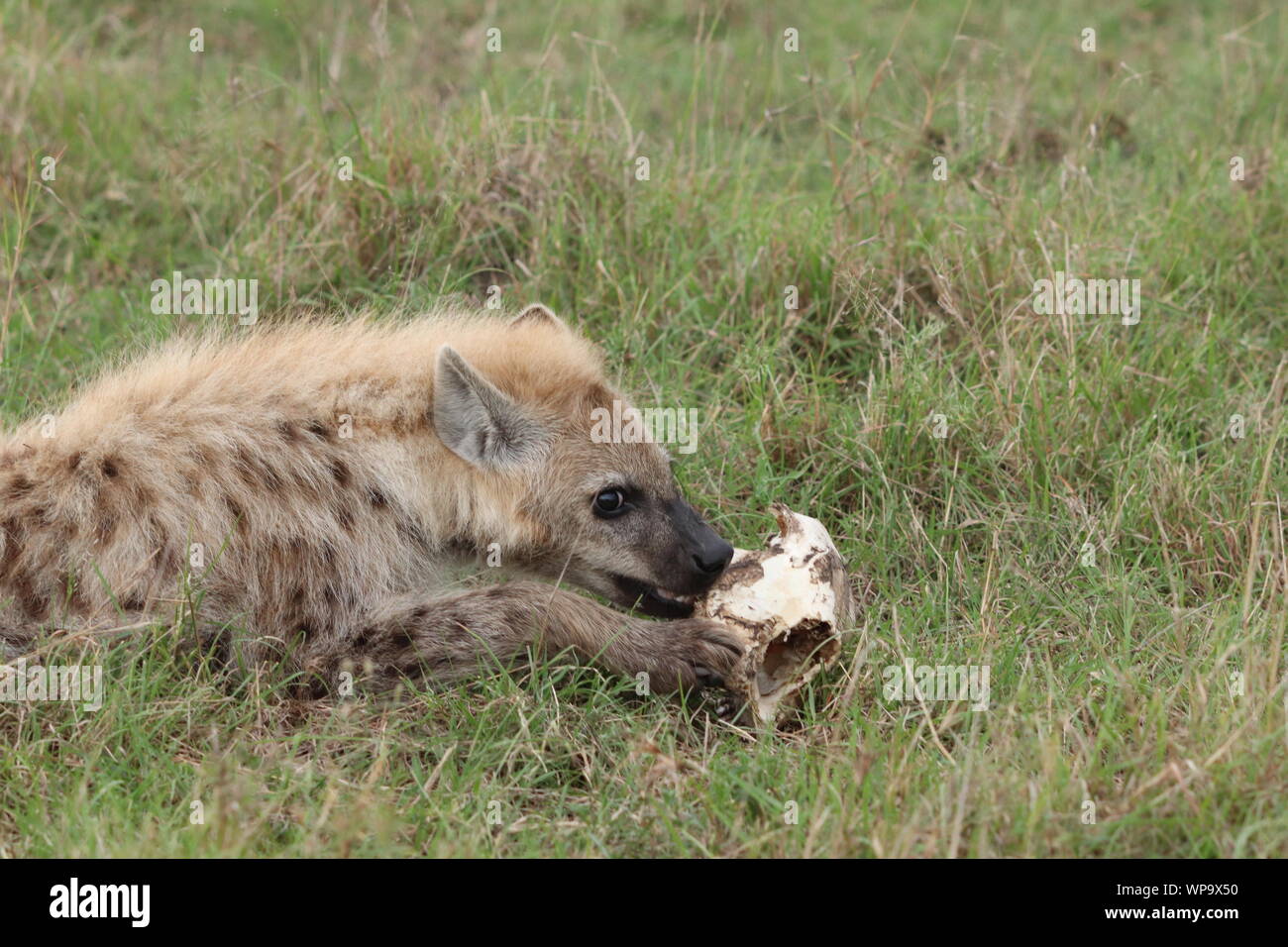 Spotted hyena feeding on an old skull, Masai Mara National Park, Kenya ...