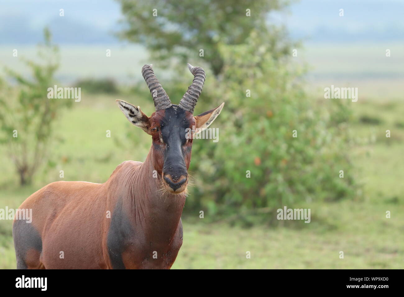 Topis masai mara hi-res stock photography and images - Alamy