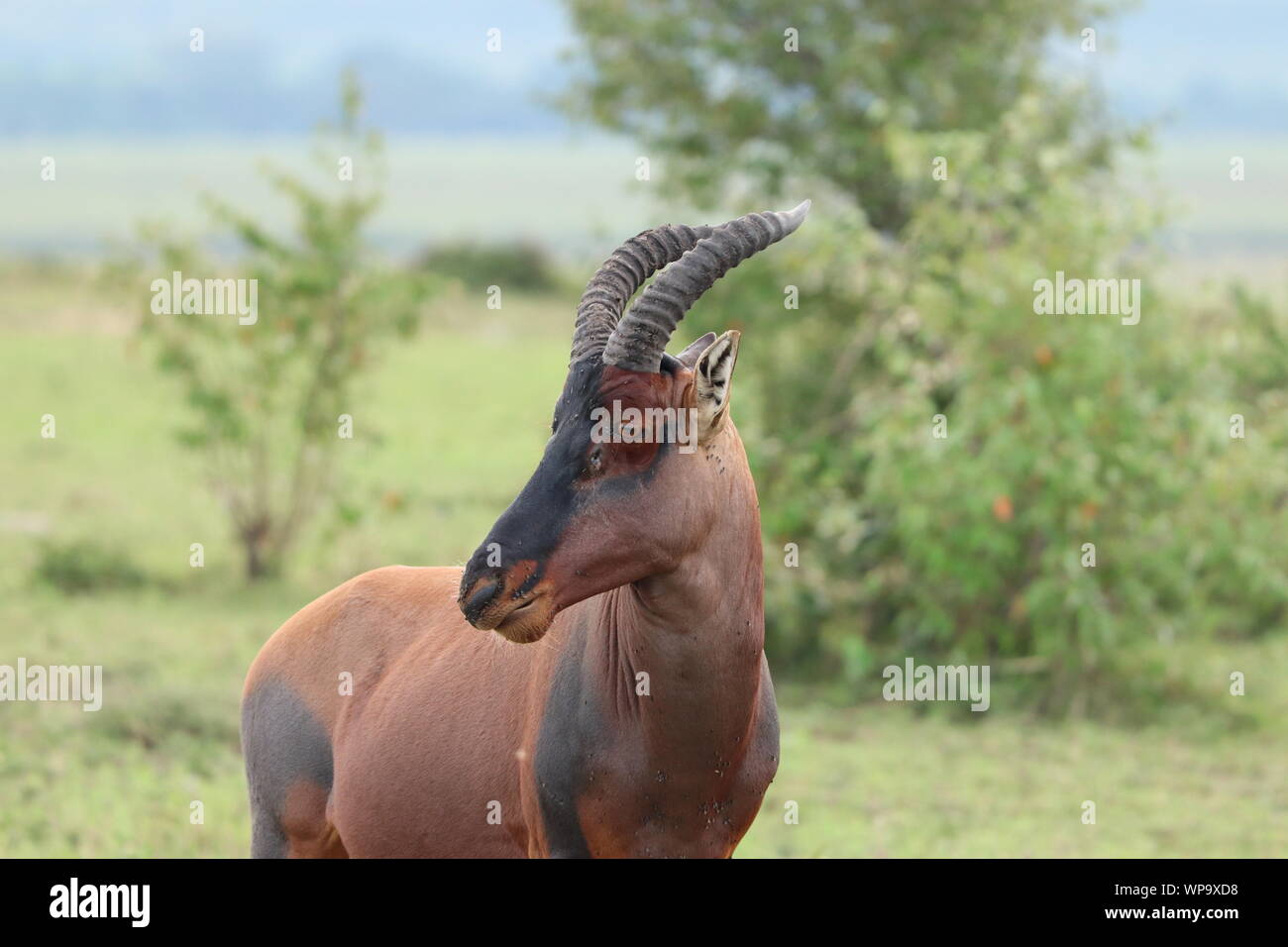 Antelope face hi-res stock photography and images - Alamy