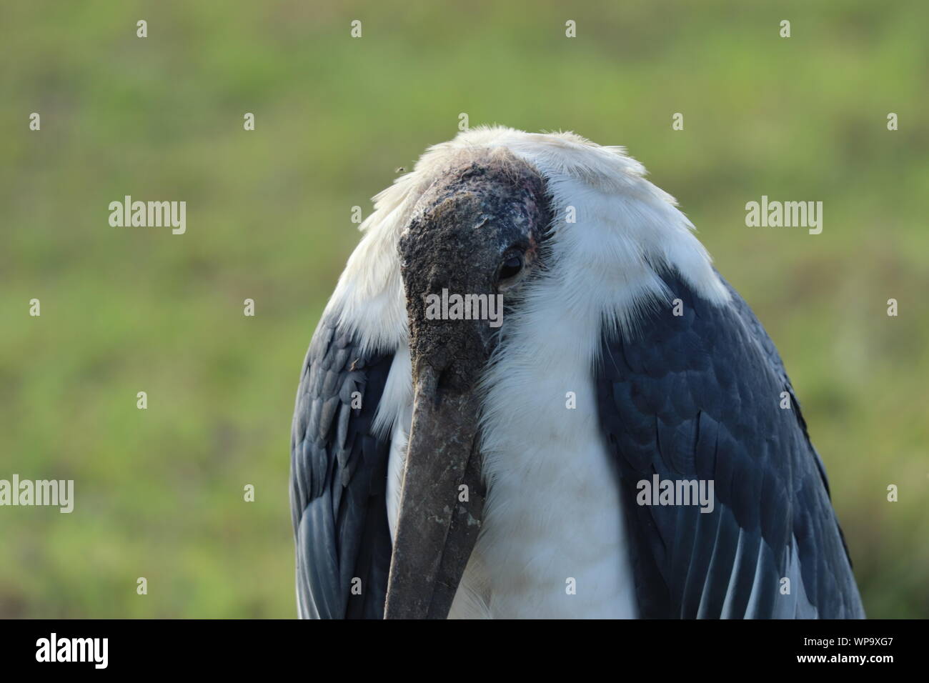 Marabou stork face closeup, Masai Mara National Park, Kenya Stock Photo ...