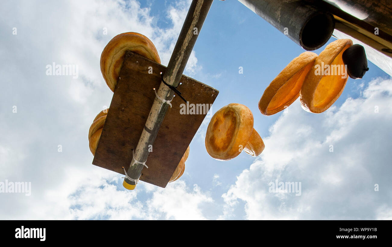Annual world black pudding throwing championships hi-res stock ...