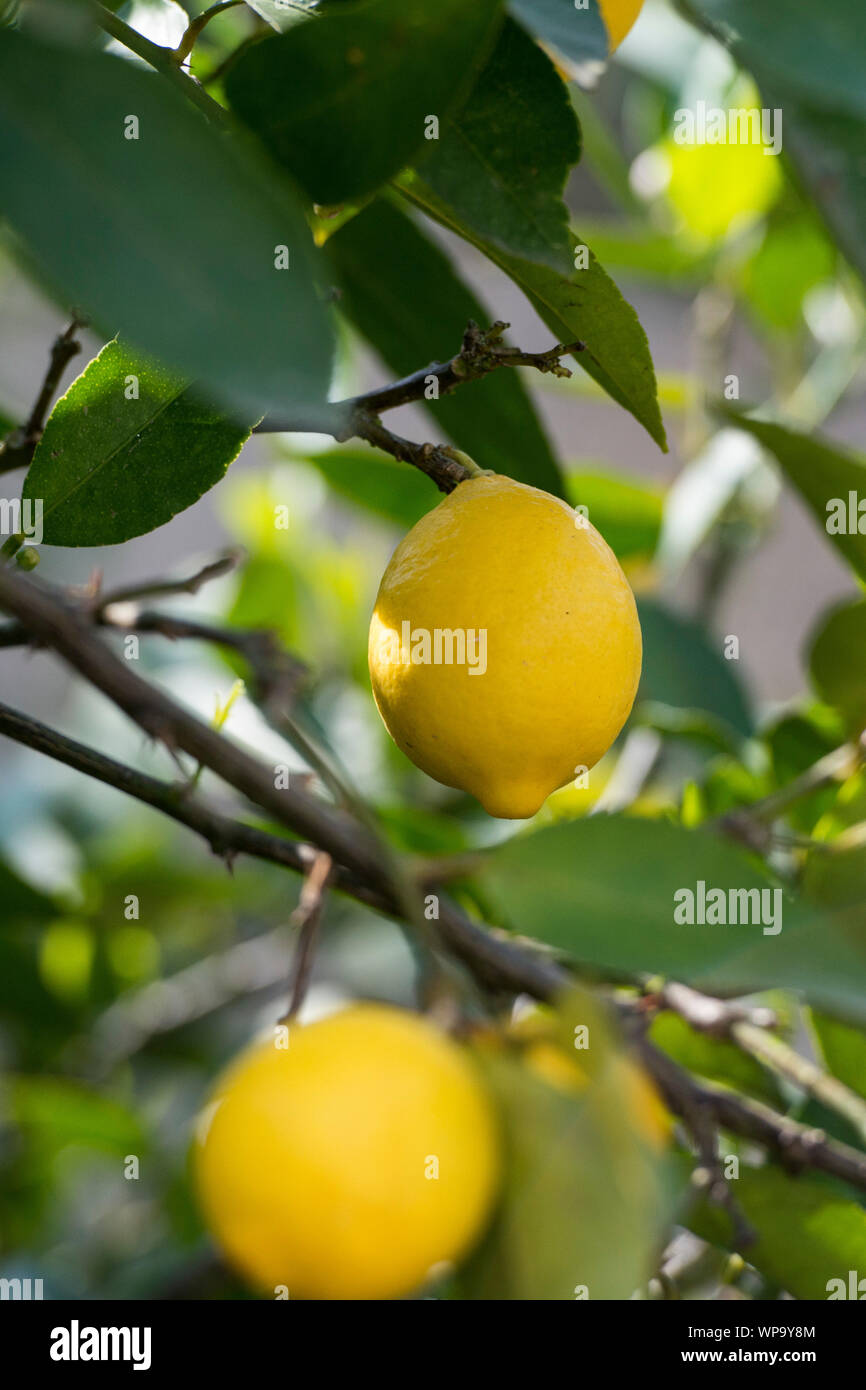 Lemon plantation hi-res stock photography and images - Alamy