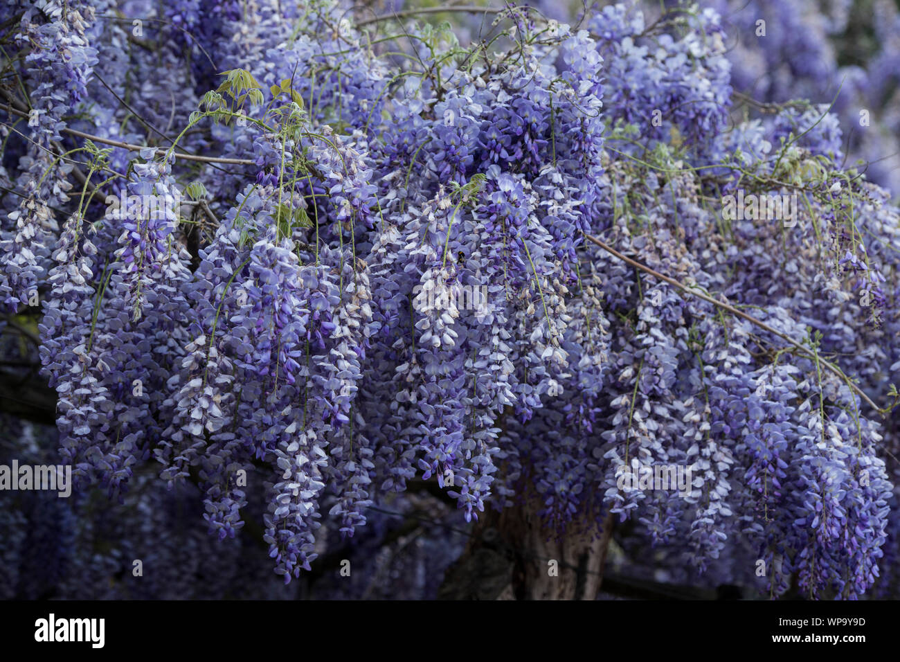 potuguese flowers in a garden at the Douro river, east of Porto in ...