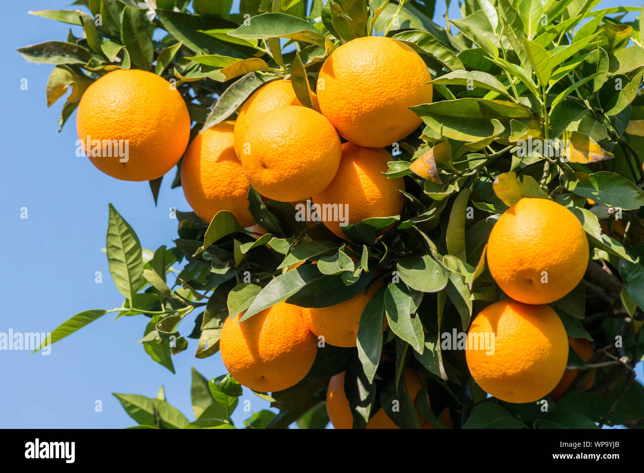 a orange plantation at the Douro river, east of Porto in Portugal in ...