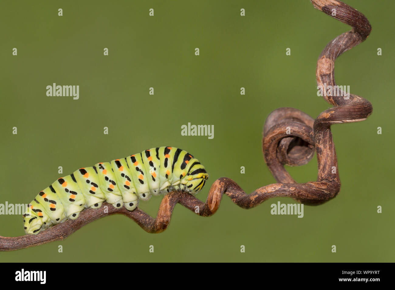 The Old World swallowtail caterpillar (Papilio machaon Stock Photo - Alamy