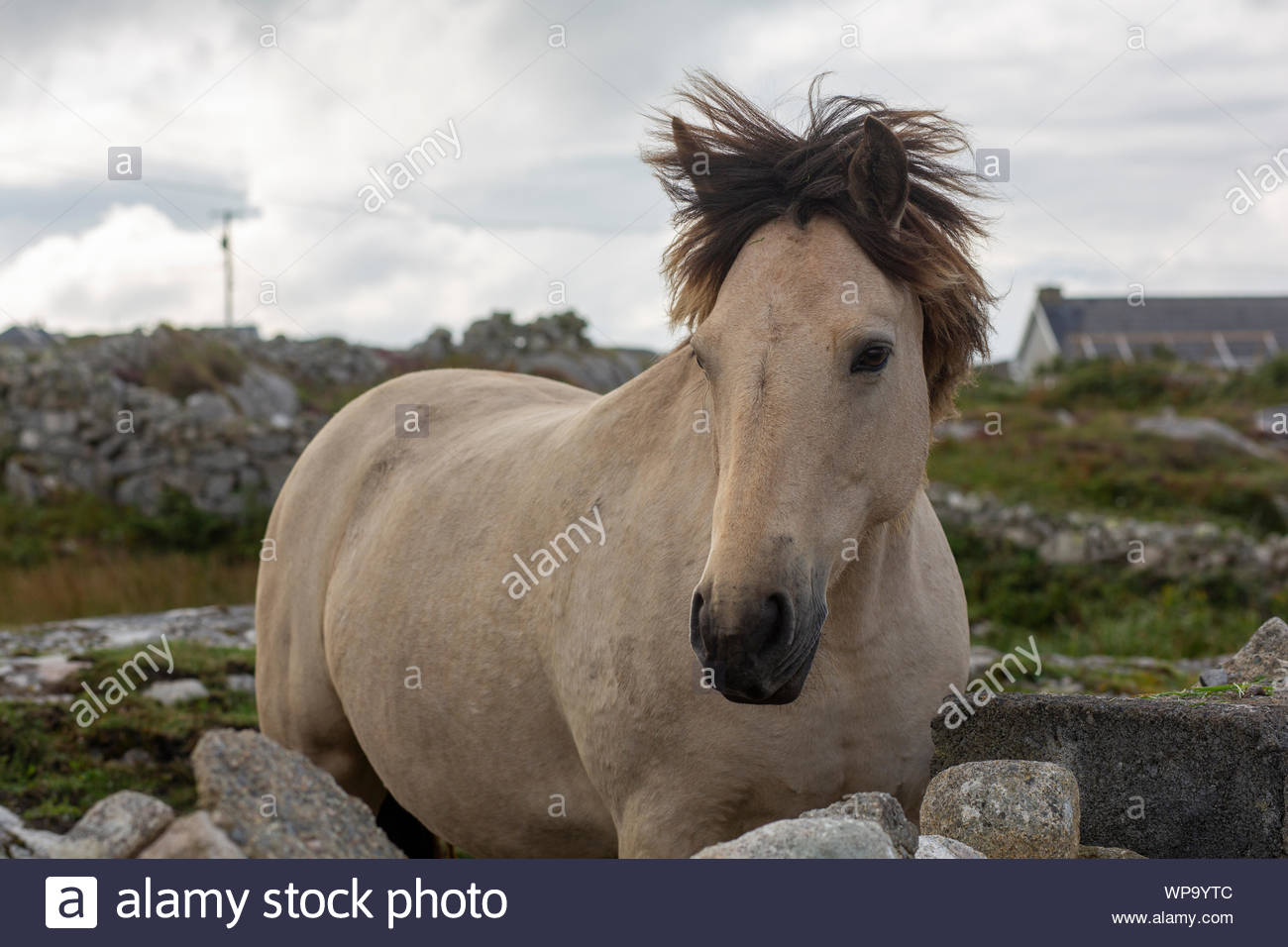 A Connemara landscape scene with pony on a summer's morning in Galway ...