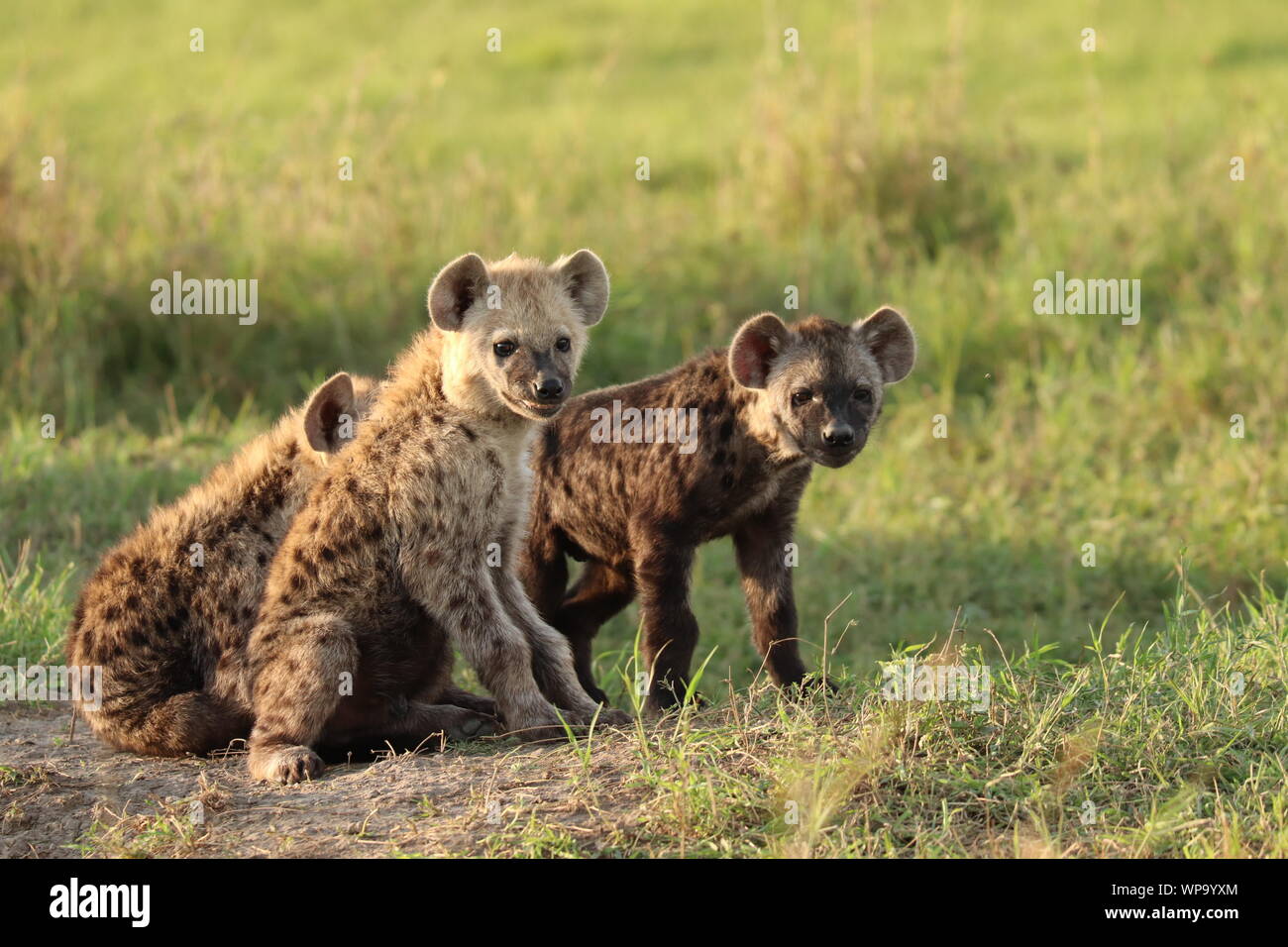 Group of spotted hyena cubs (crocuta crocuta) by their den, Masai Mara ...