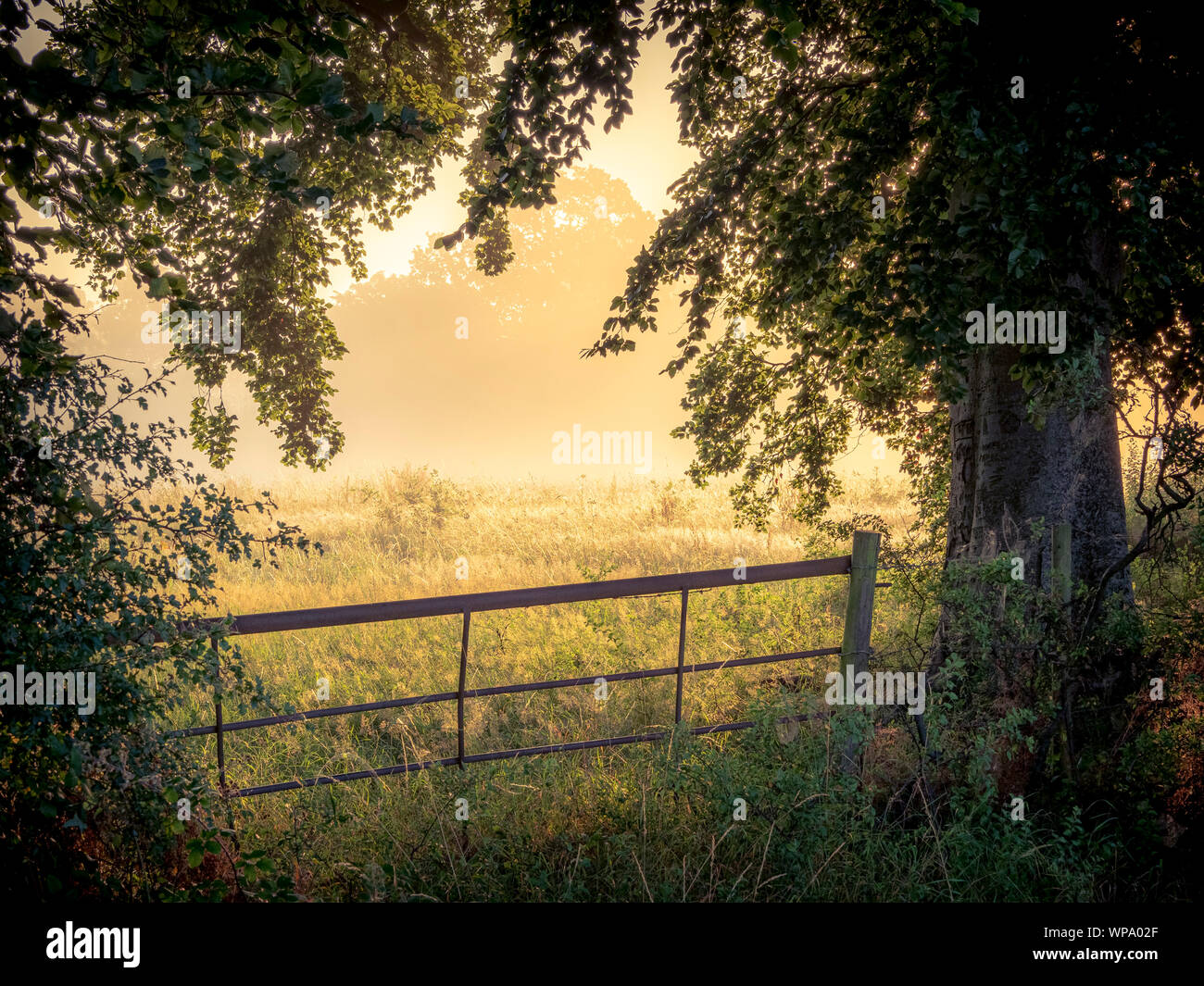 Mist field norfolk england hi-res stock photography and images - Alamy