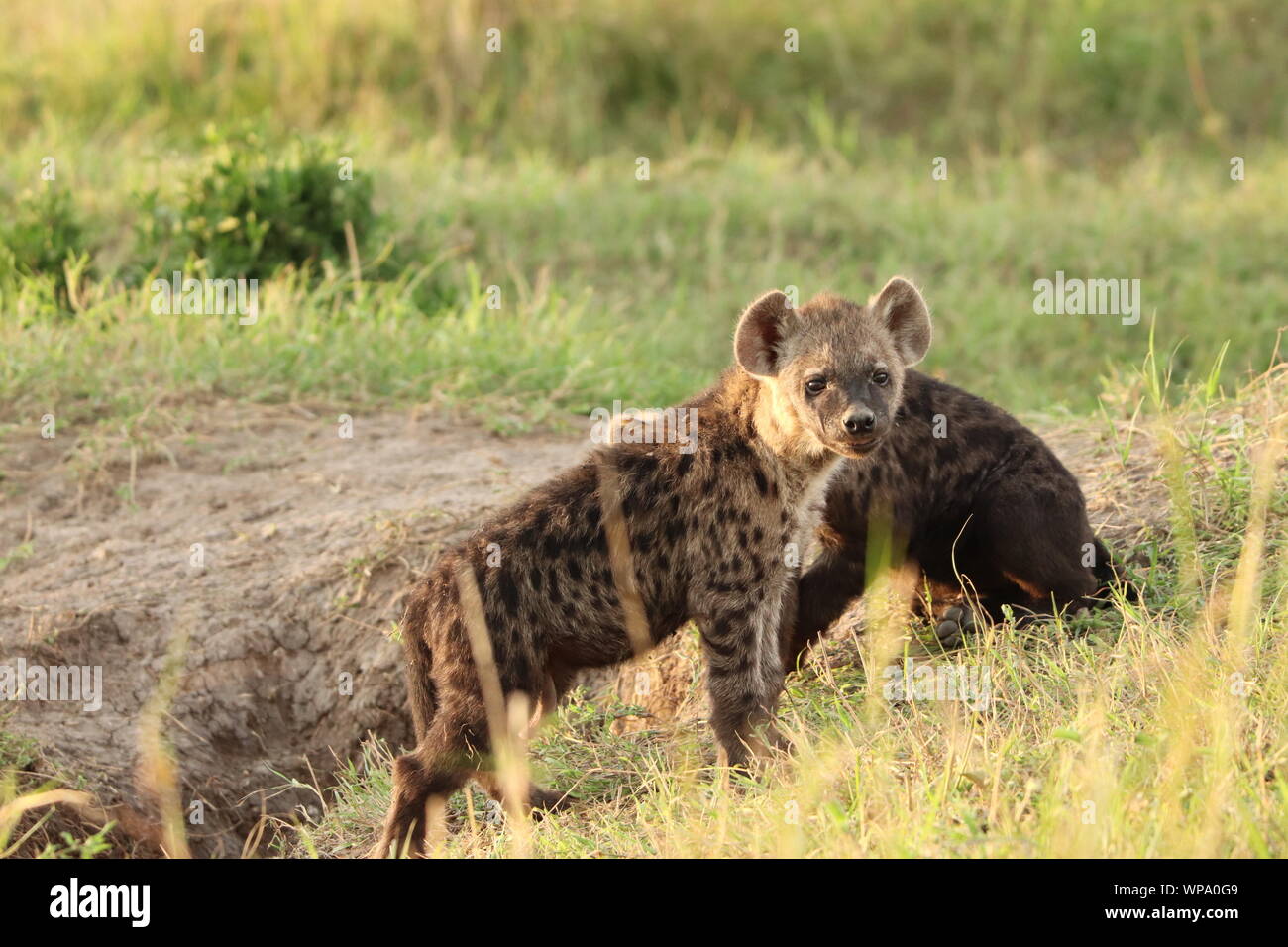 Group of spotted hyena cubs (crocuta crocuta) by their den, Masai Mara ...