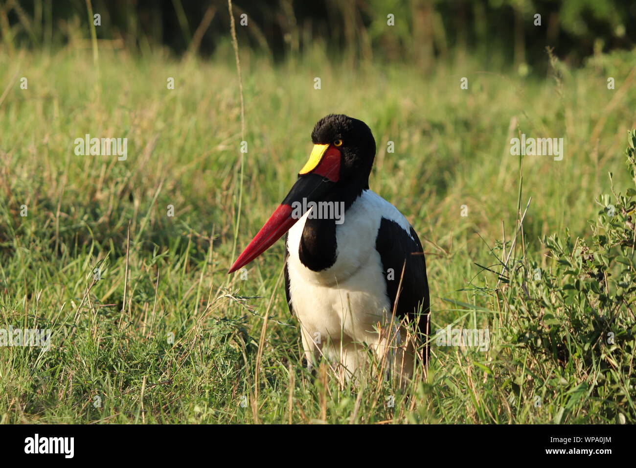 Saddle billed stork in the savannah, Masai Mara National Park, Kenya ...