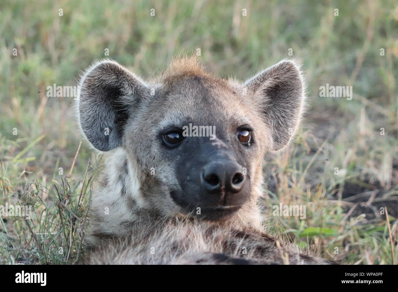 Scar face hi-res stock photography and images - Alamy