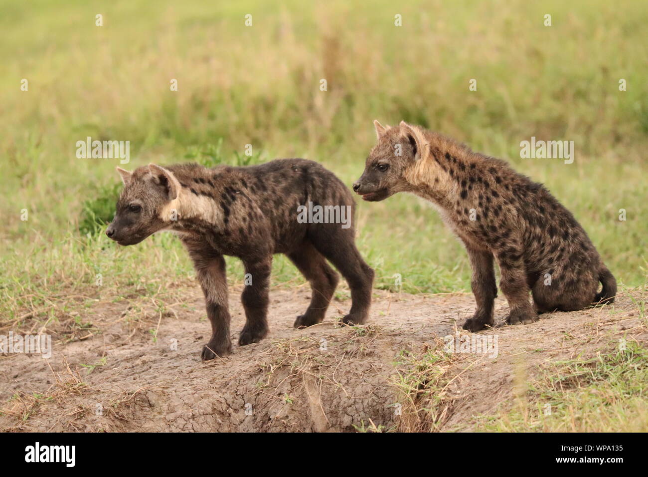 Group of spotted hyena cubs (crocuta crocuta) by their den, Masai Mara ...