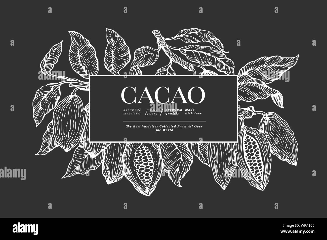 Cocoa banner template. Chocolate cocoa beans background. Vector hand ...