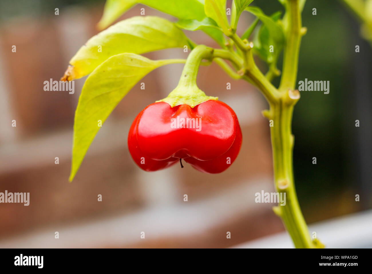 Bell pepper plant garden growing wall hi-res stock photography and ...