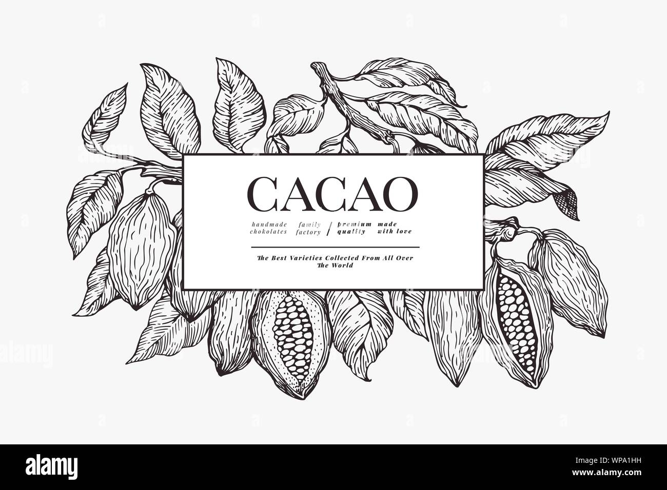 Cocoa banner template. Chocolate cocoa beans background. Vector hand ...