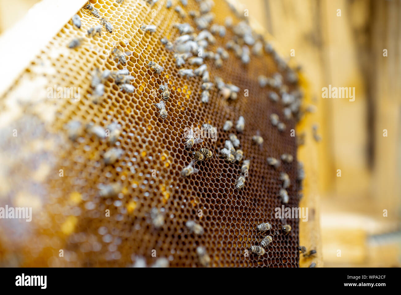Lots of bees hi-res stock photography and images - Alamy