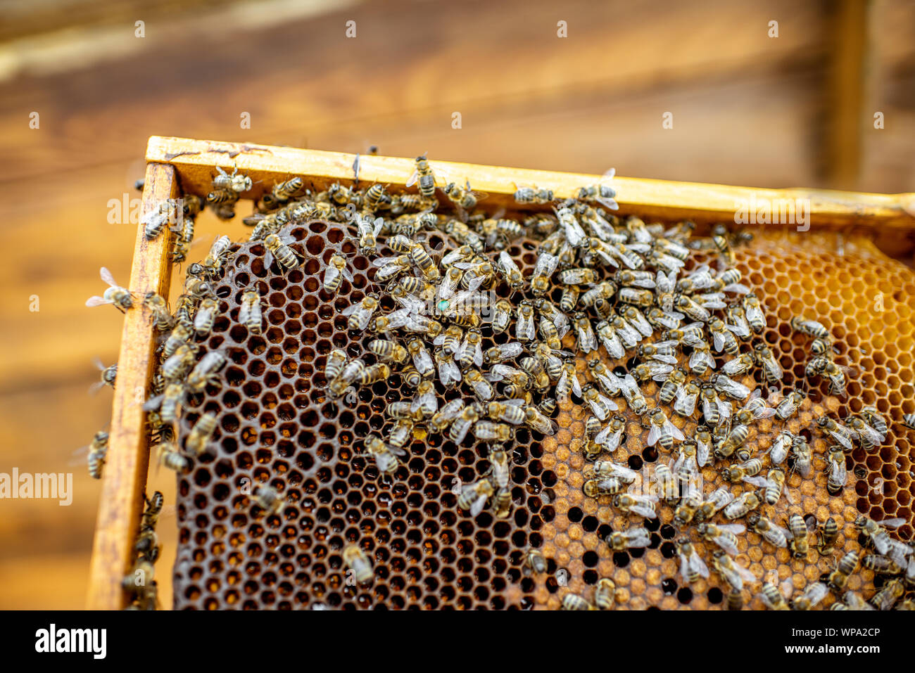 Bees on honeycomb bee uterus hi-res stock photography and images - Alamy
