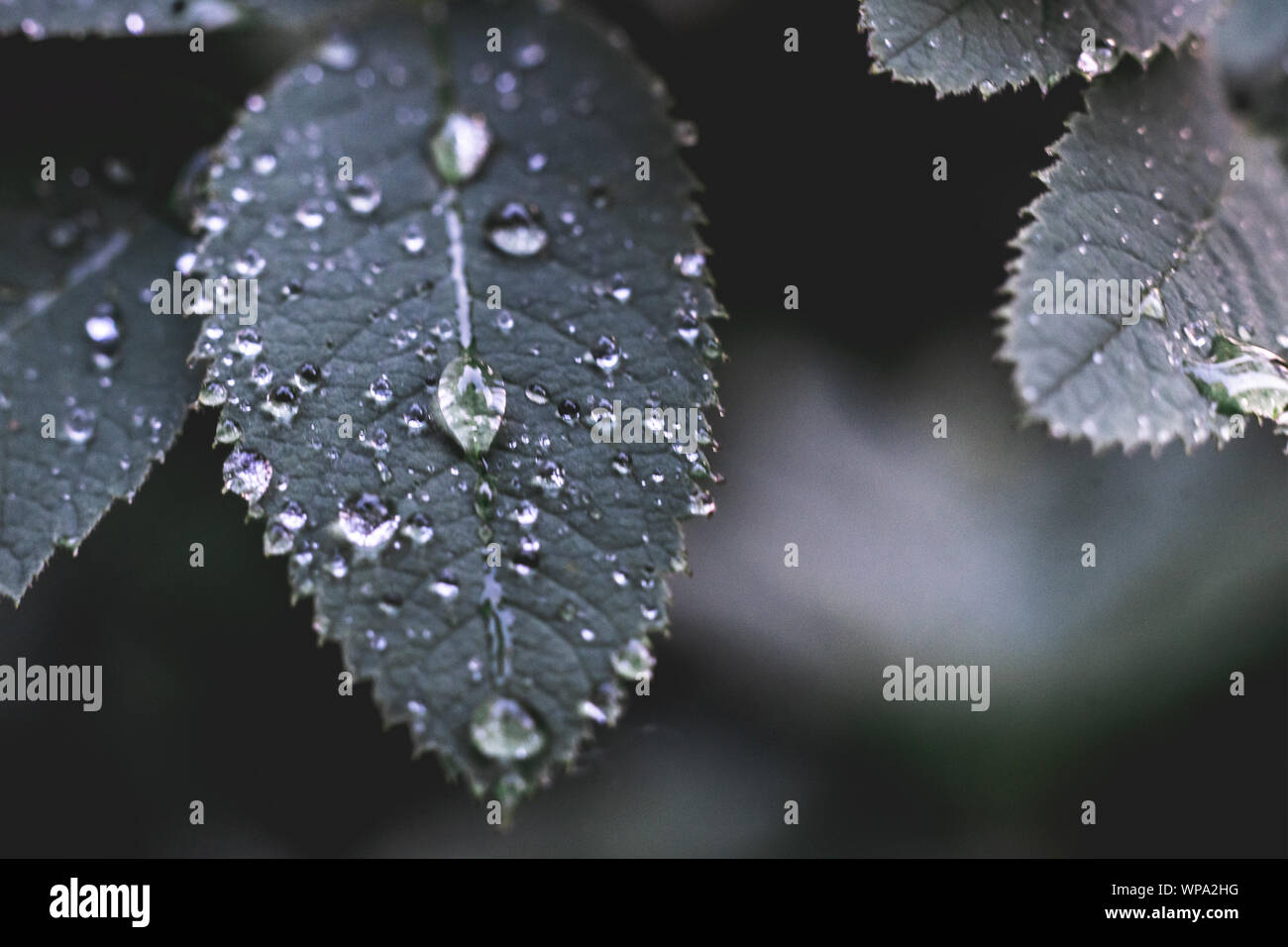 tropical rainforest leaves with raindrops, macro close up view, rain ...