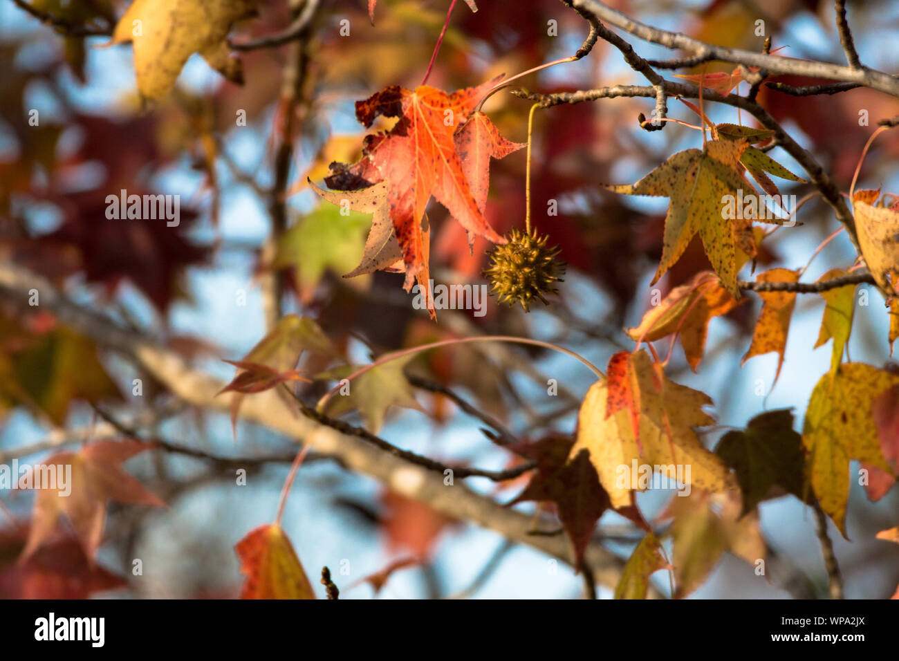 Sweet gum tree gumball hi-res stock photography and images - Alamy