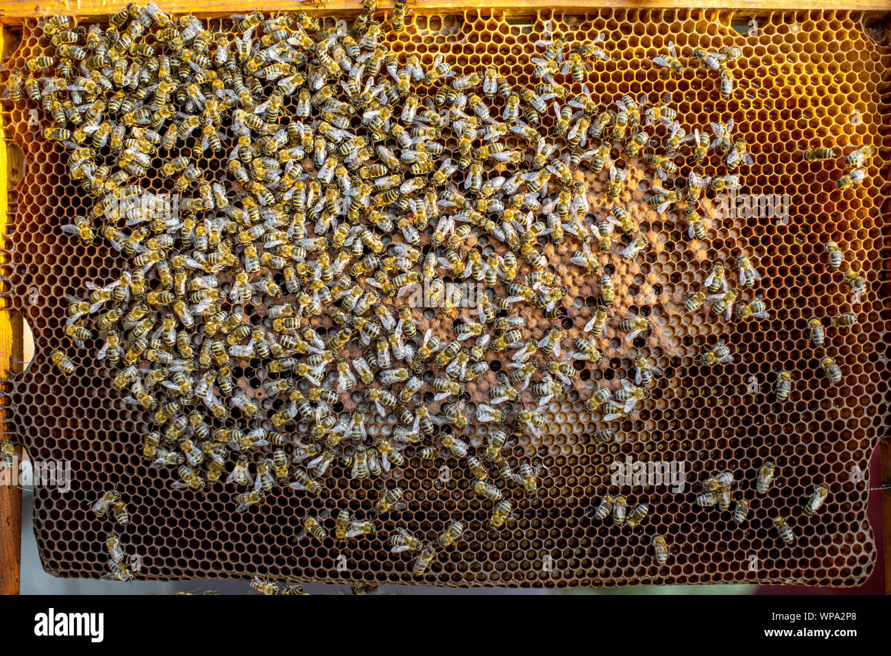 Lots of bees hi-res stock photography and images - Alamy