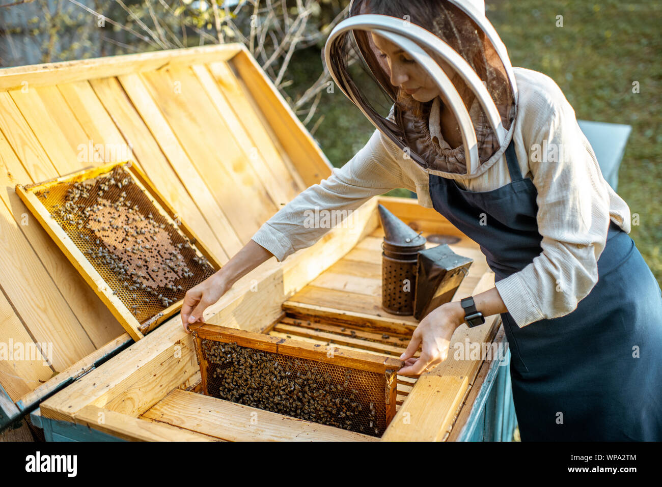 Female beekeeper working on the apiary, getting honeycomb frames from ...