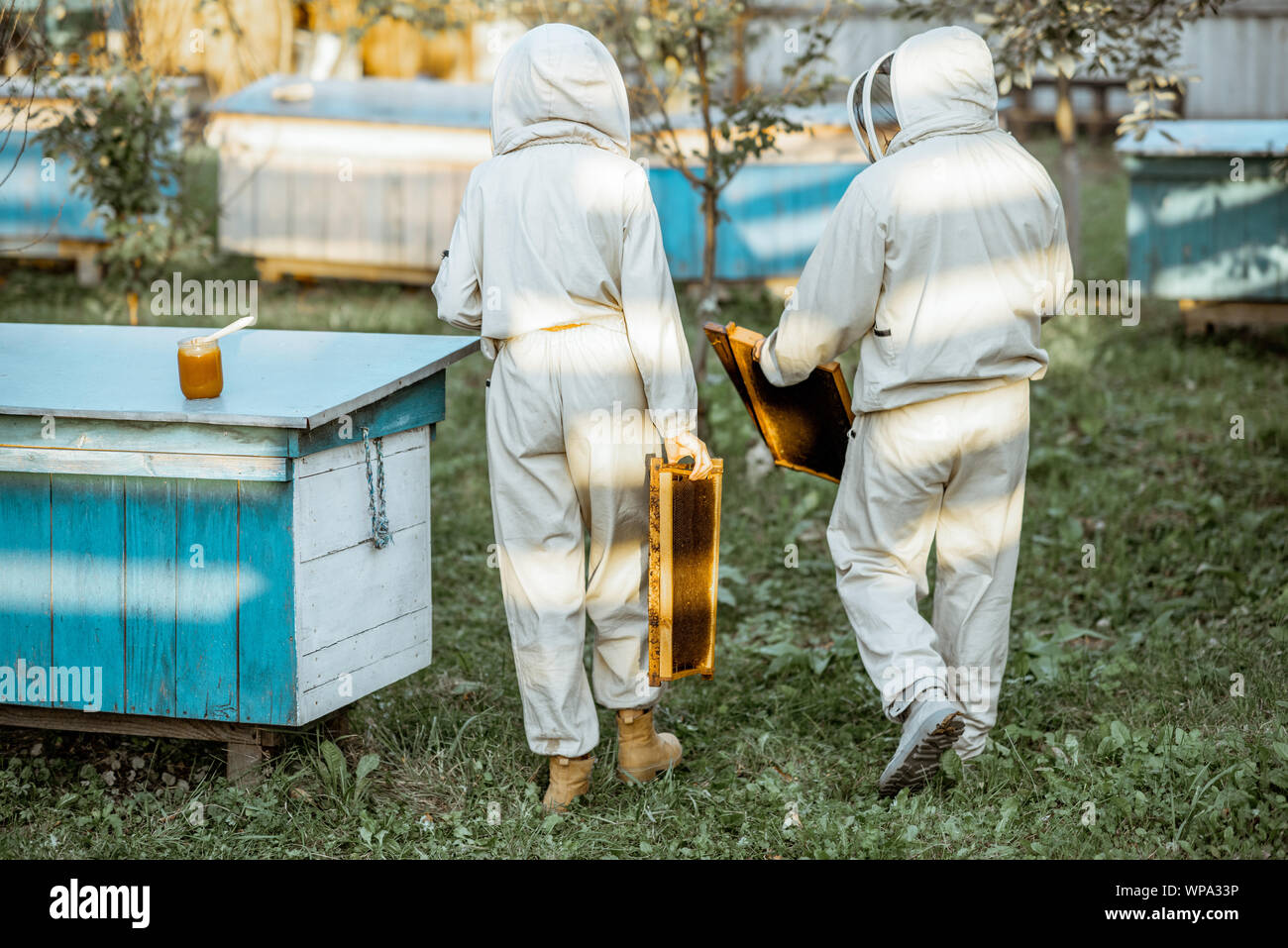 Two beekeepers in protective uniform walking with honeycombs while ...