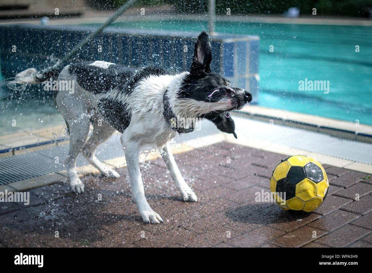 Lehrte, Germany. 08th Sep, 2019. Border Collie half-breed "Rocky ...