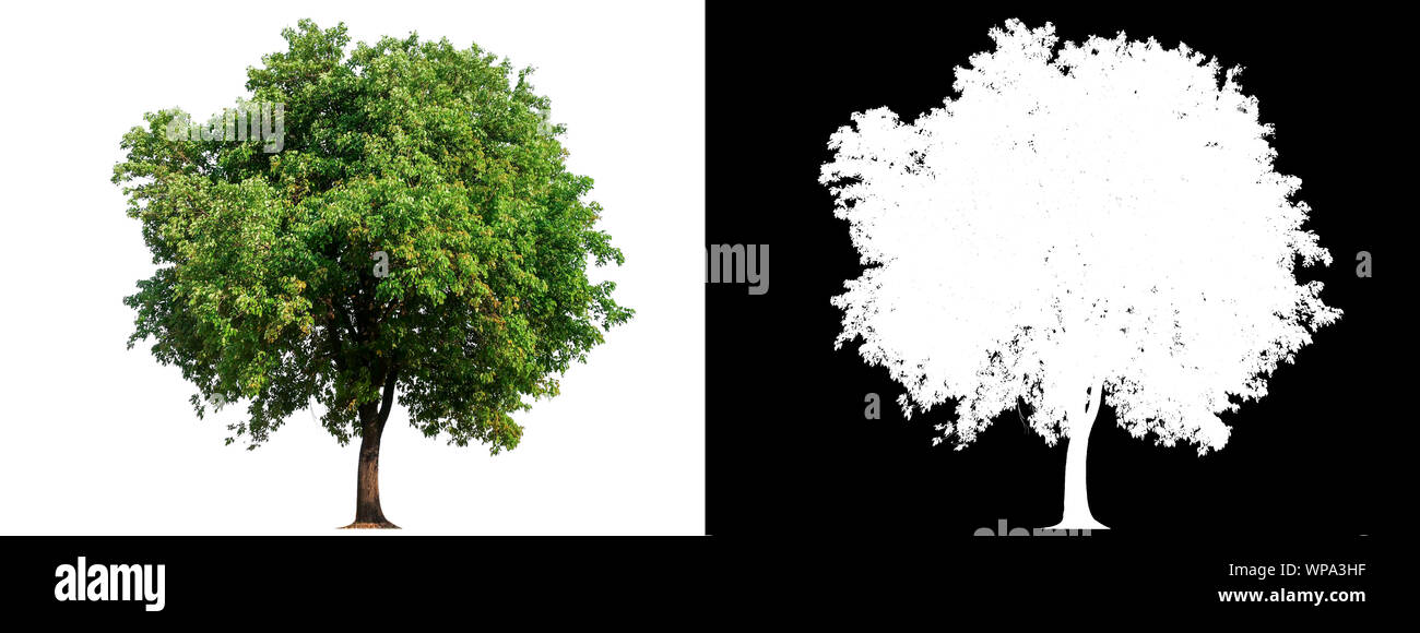 single tree with clipping path and alpha channel Stock Photo - Alamy