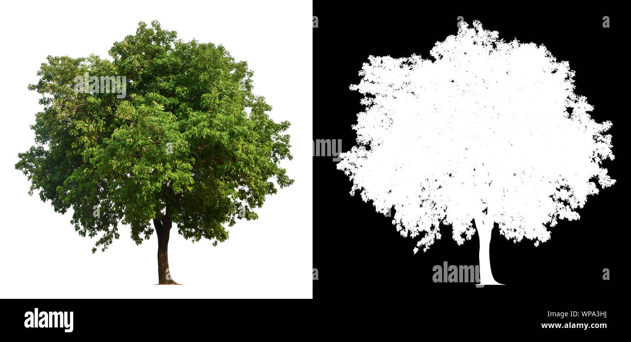 single tree with clipping path and alpha channel Stock Photo - Alamy