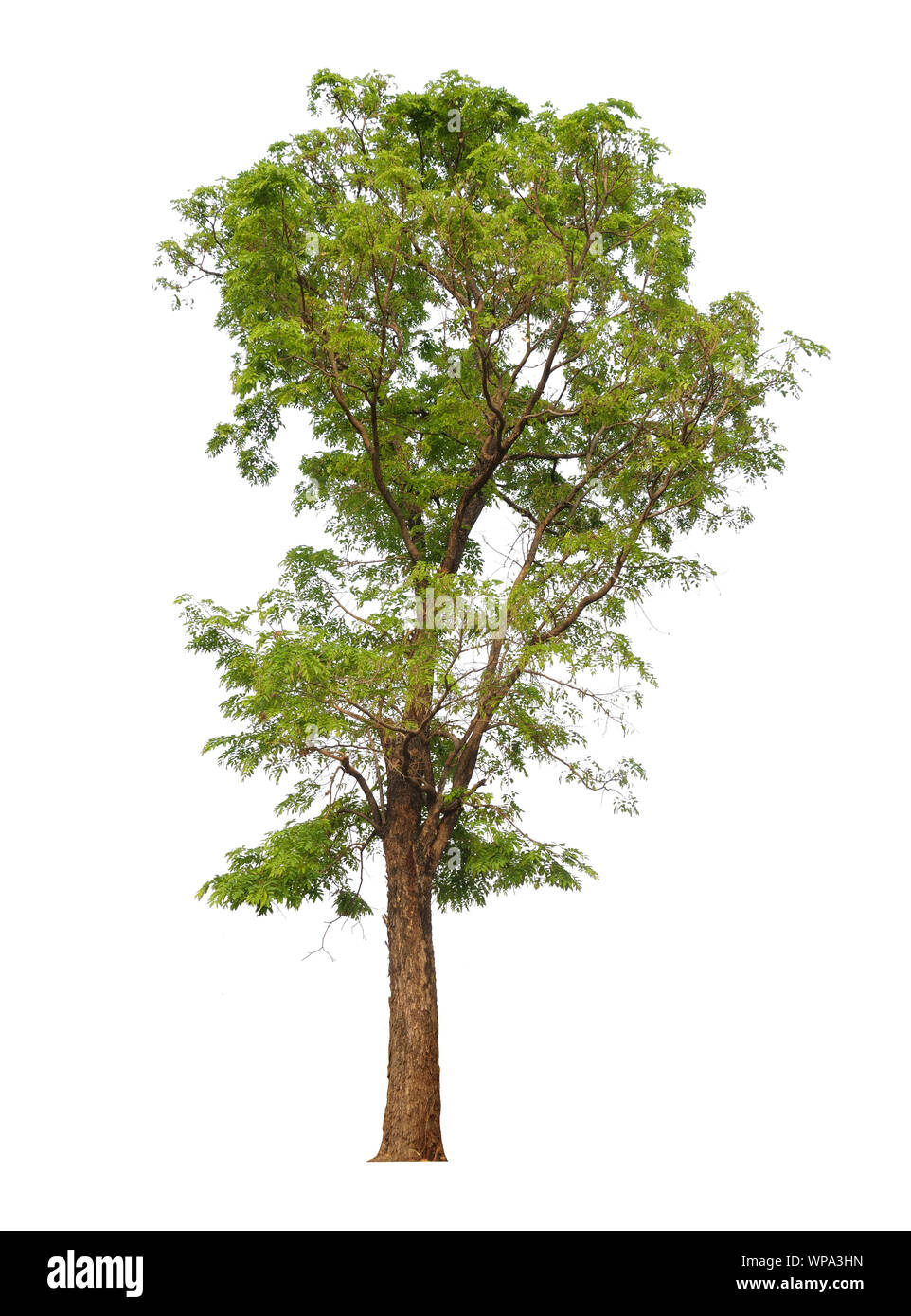 isolated single tree with clipping path Stock Photo - Alamy