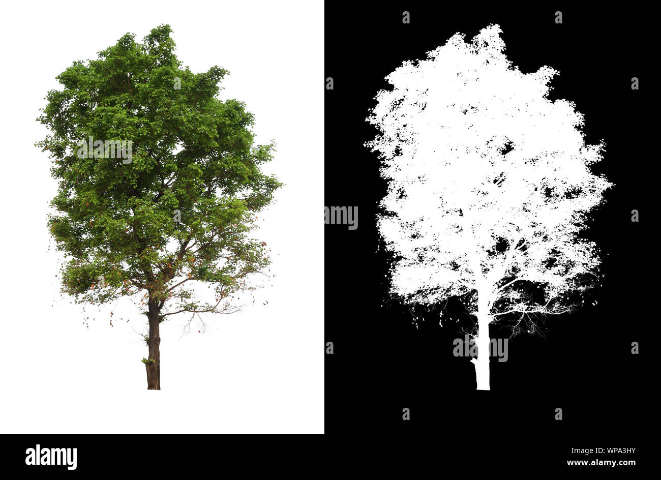 single tree with clipping path and alpha channel Stock Photo - Alamy