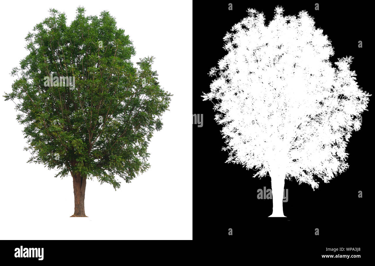 single tree with clipping path and alpha channel Stock Photo - Alamy