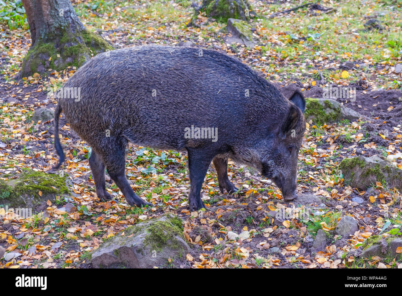Wild boar as grubs in the soil Stock Photo - Alamy