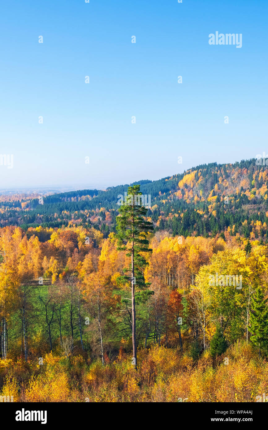 Colorful woodland landscape view with a high pine tree Stock Photo - Alamy