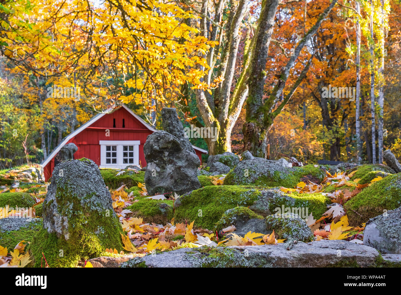 Maple tree by old shed hi-res stock photography and images - Alamy