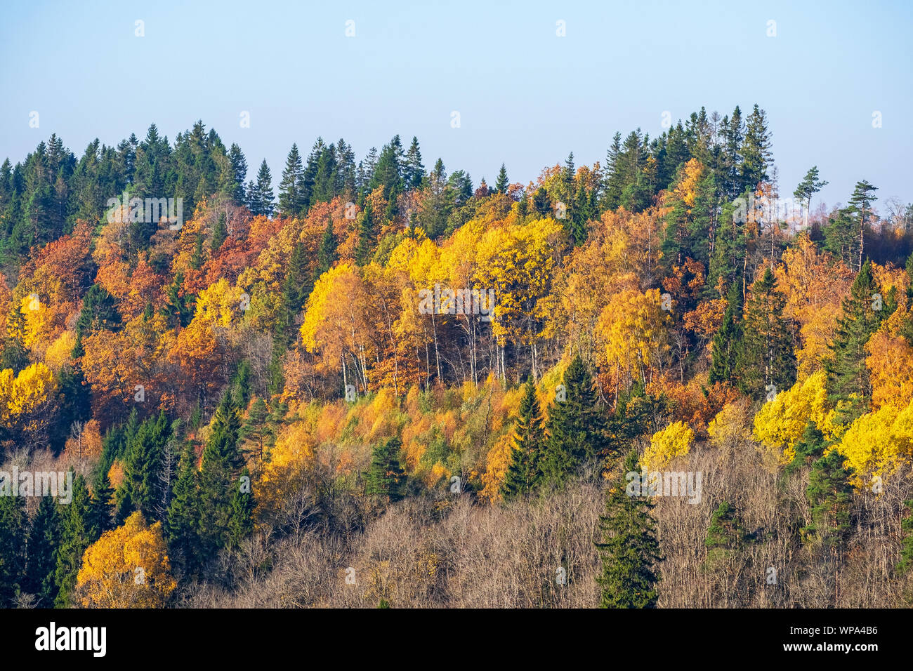 Deciduous trees with colorful autumn colors on the mountainside Stock ...