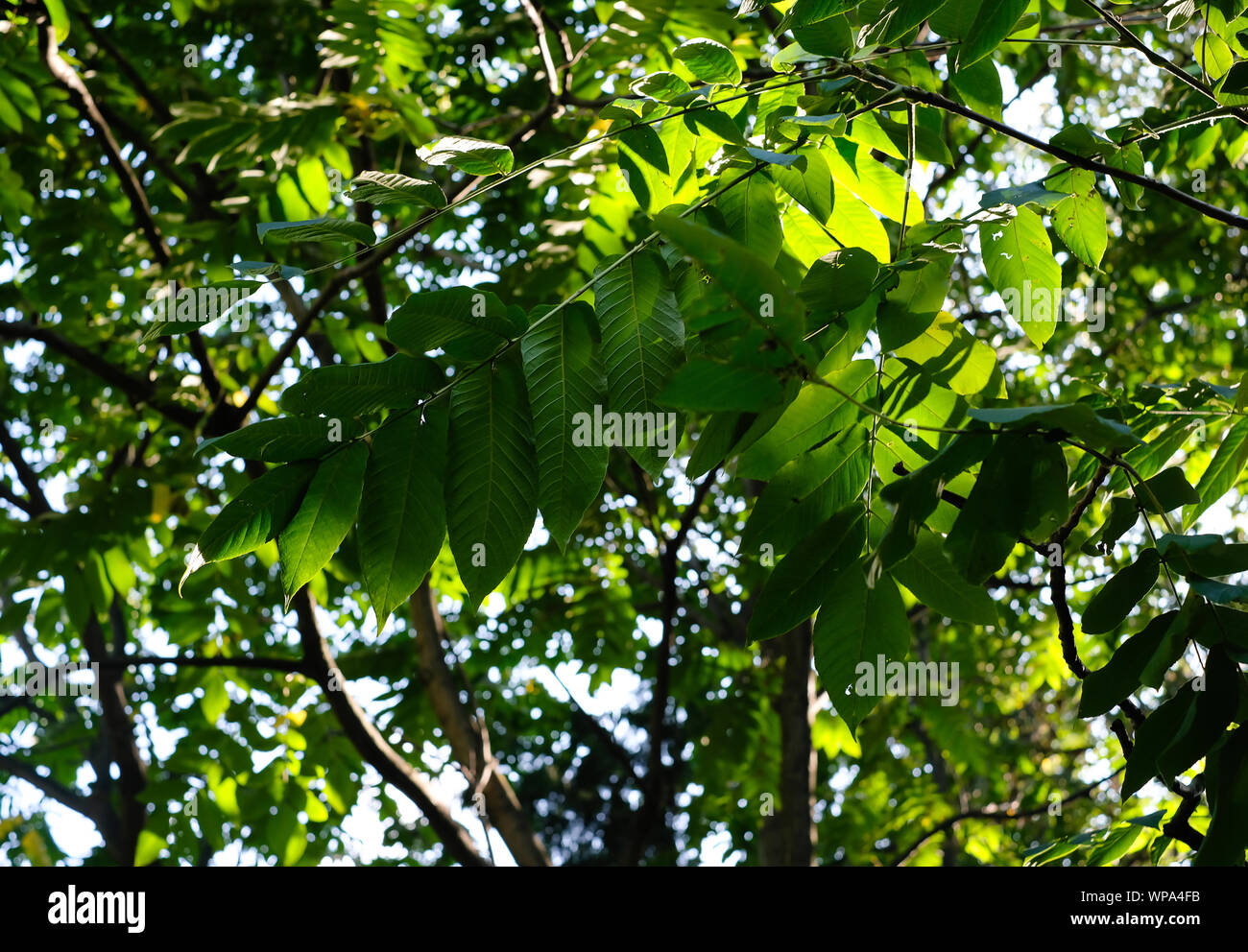 Walnut tree juglans regia branch with fruit hi-res stock photography ...
