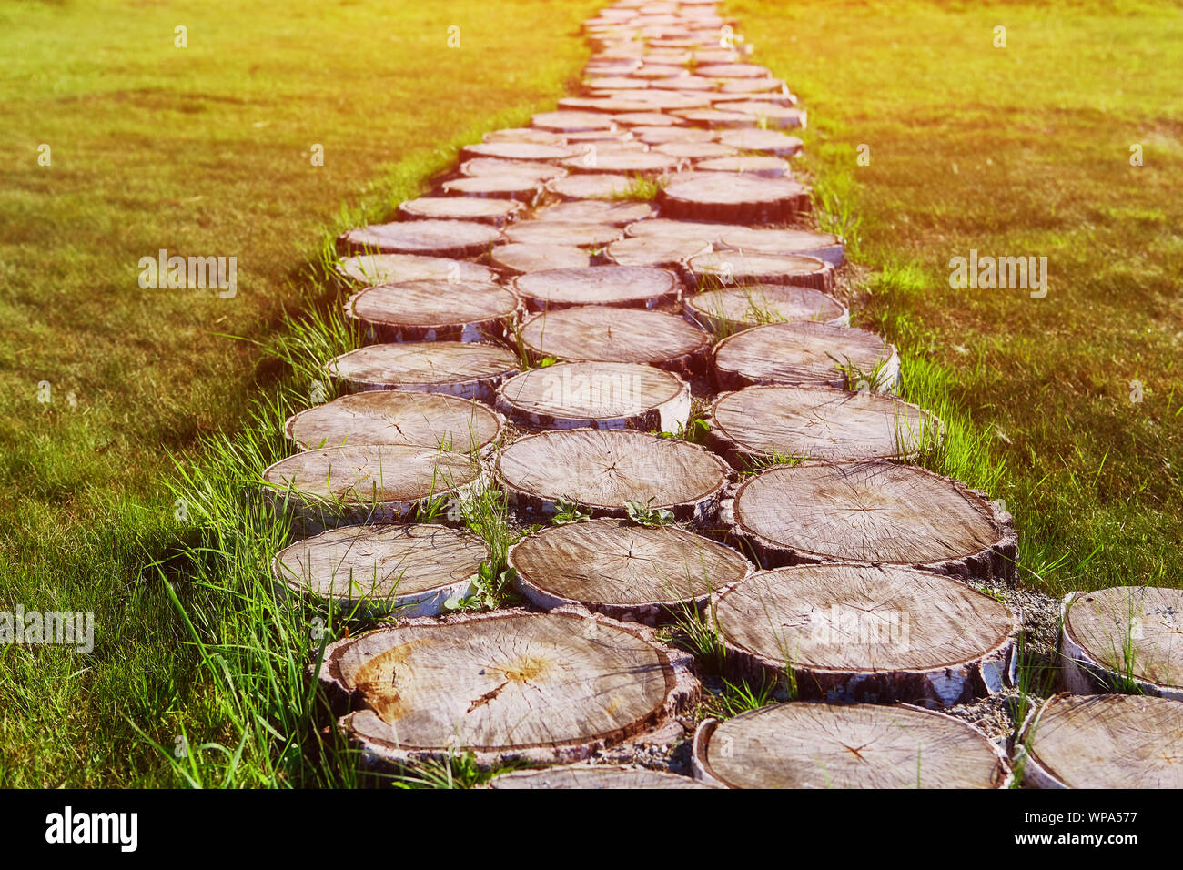 Path in the parkl from round saw cuts of a tree Stock Photo - Alamy