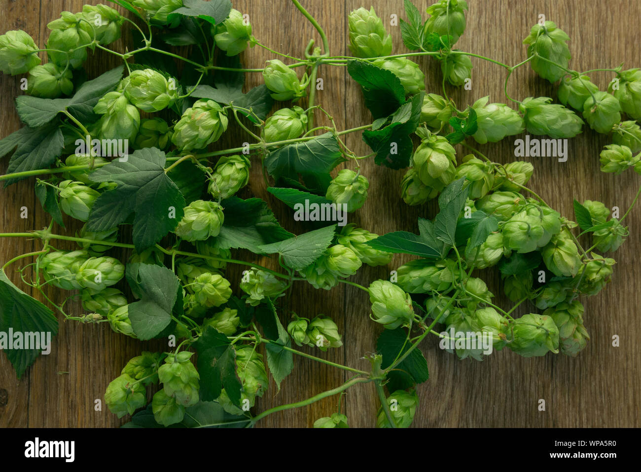 Hops twining bines. Concept of beer brewing process. Green herbal ...